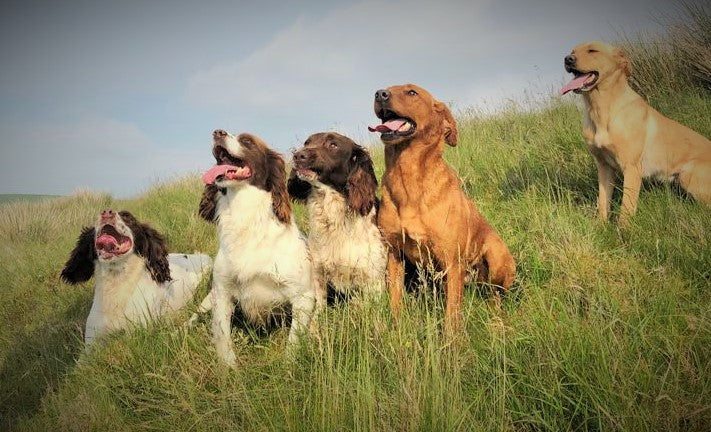 Specialised Working Dog Food – Pero (Foods) Ltd